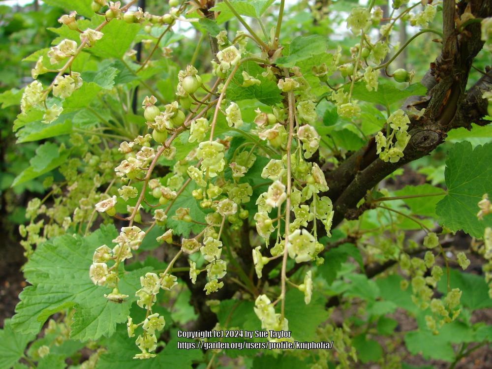 Photo of the bloom of White Currant (Ribes rubrum 'Versailles Blanche ...