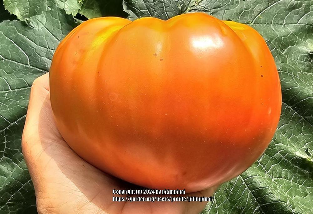 Tomato (Solanum lycopersicum 'Brazilian Giant') in the Tomatoes ...
