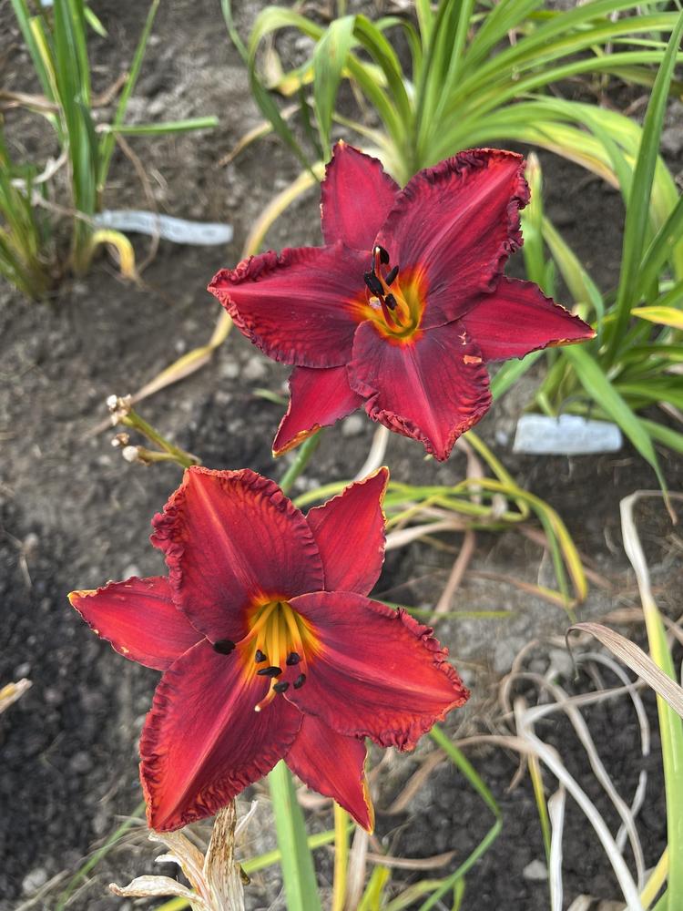 Photo of the bloom of Daylily (Hemerocallis 'Apache War Dance') posted ...