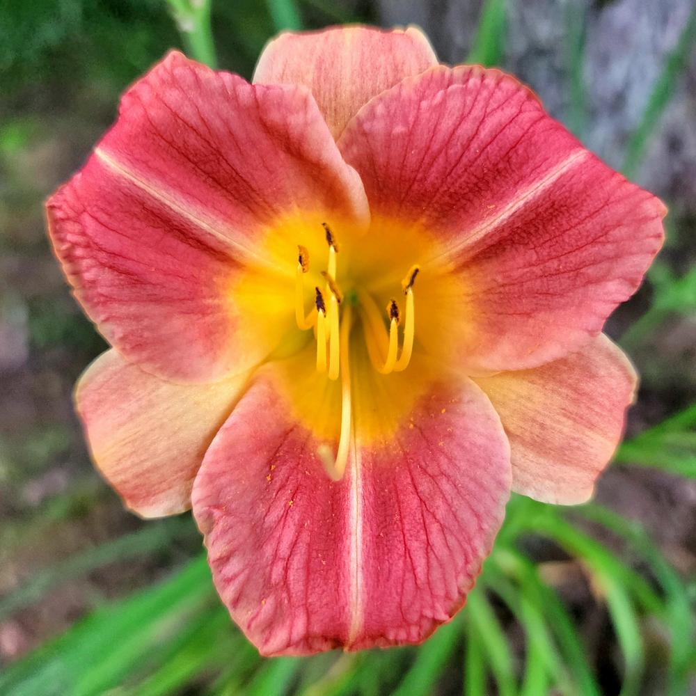 Daylily (Hemerocallis 'Longfield's Butterfly') in the Daylilies ...