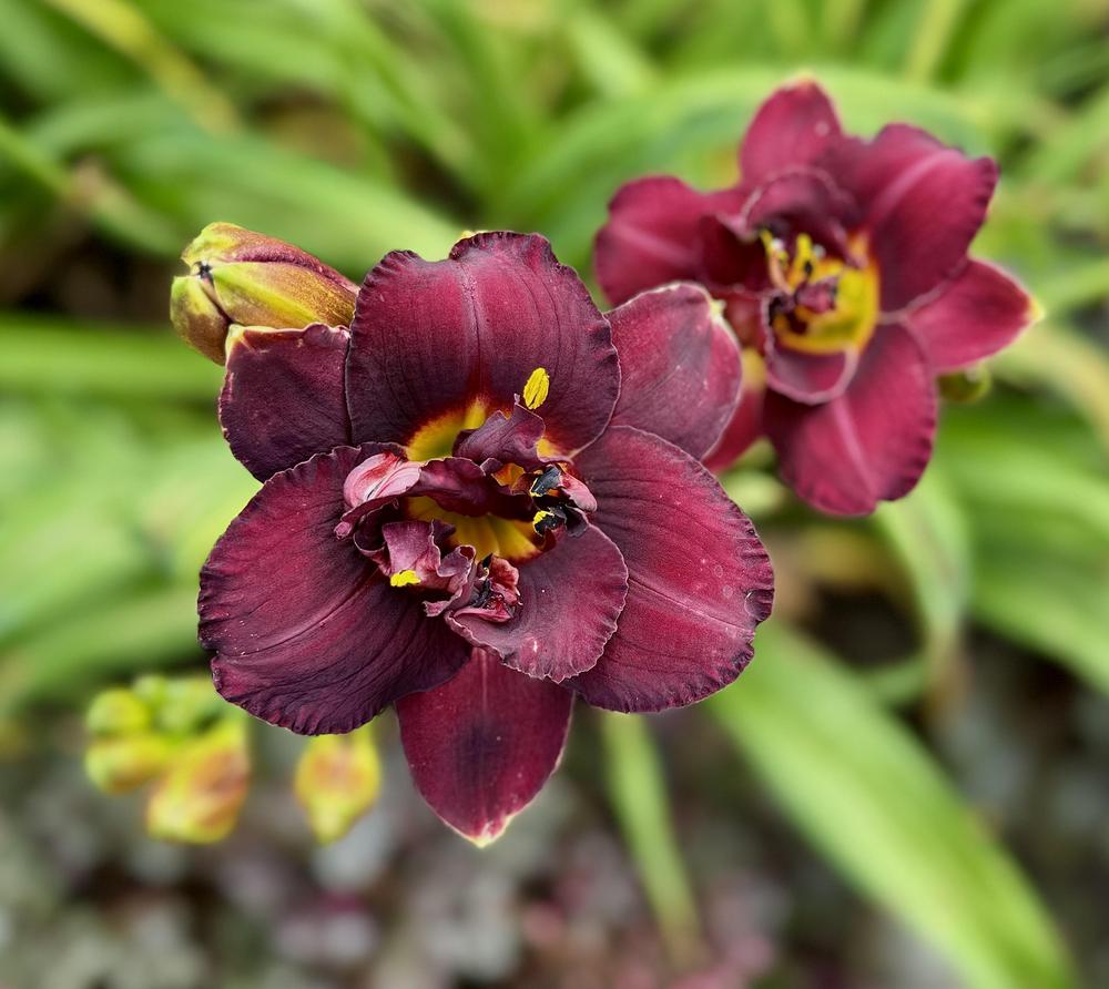 Photo of the bloom of Daylily (Hemerocallis 'Blackberry Cupcake ...