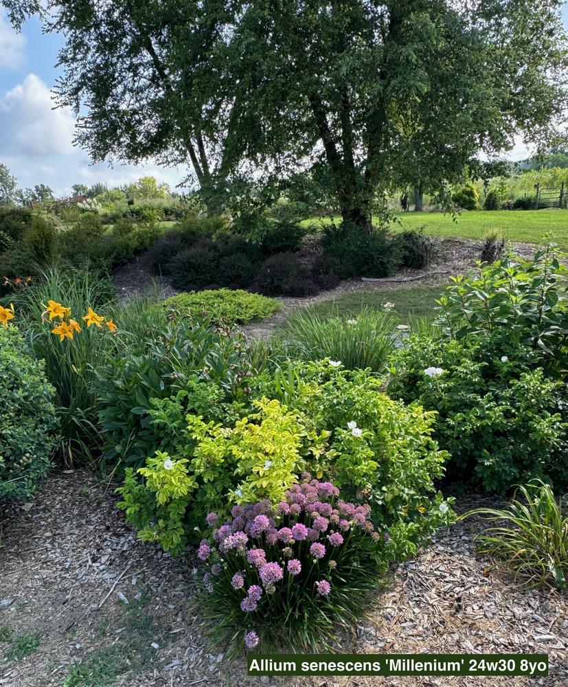 Photo of the entire plant of Ornamental Onion (Allium 'Millenium ...