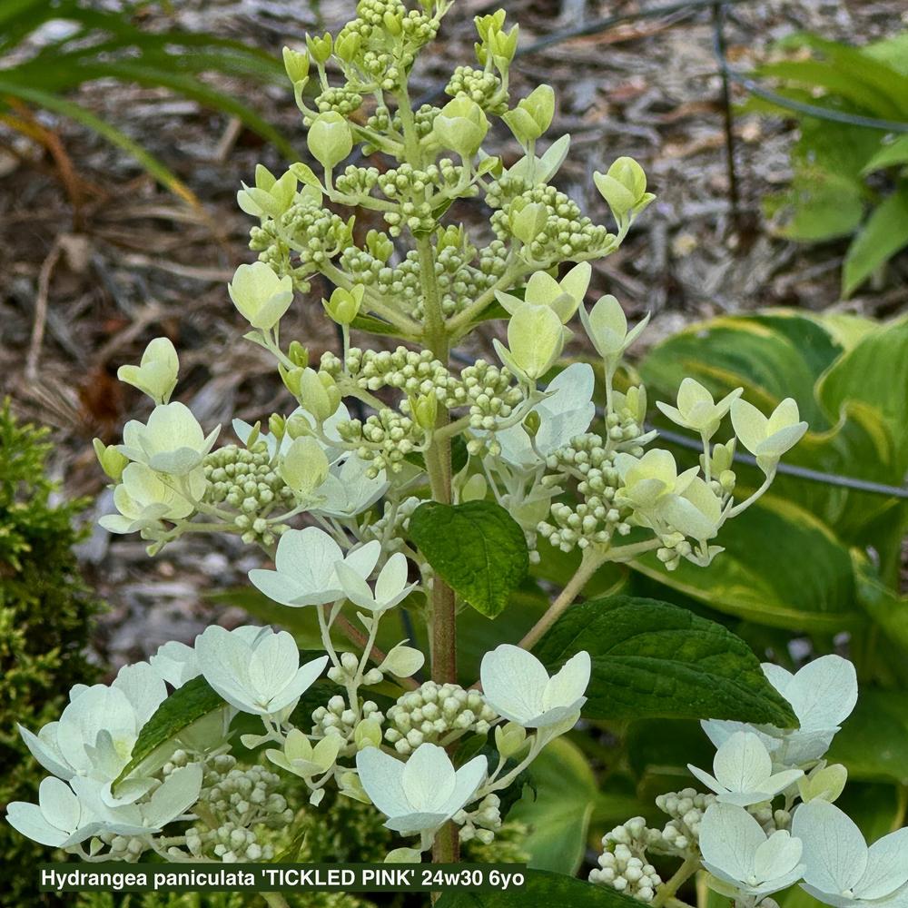 Photo of the bloom of Panicle Hydrangea (Hydrangea paniculata First ...