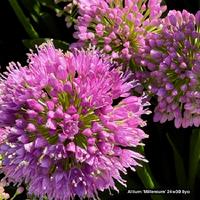 Photo of the entire plant of Ornamental Onion (Allium 'Millenium ...