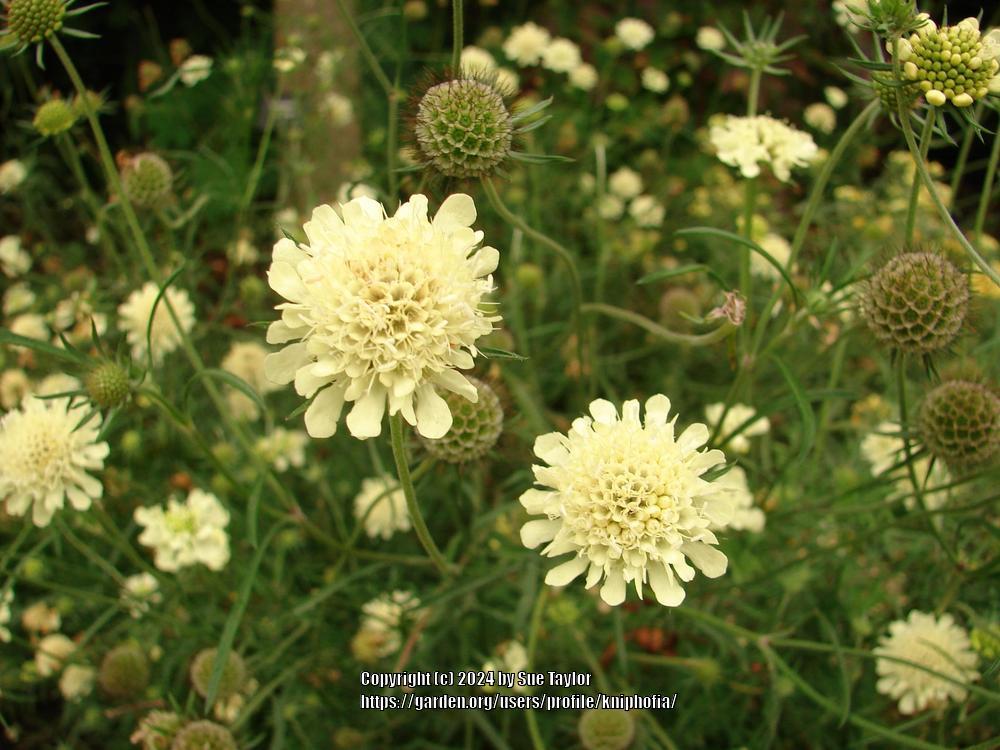 Yellow Scabiosa (Scabiosa ochroleuca) - Garden.org