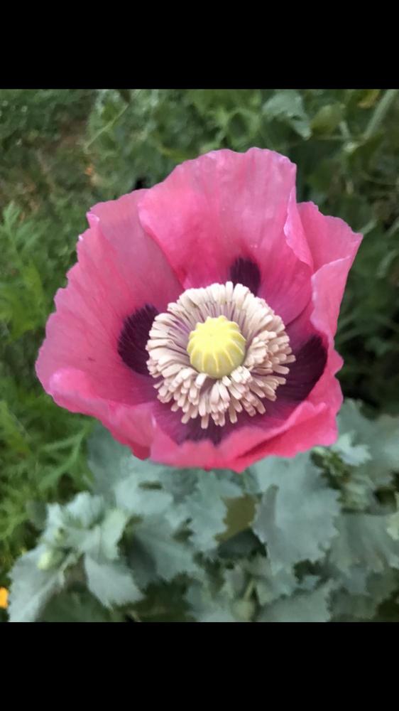 Photo of the bloom of Breadseed Poppy (Papaver somniferum 'Giant Rattle ...