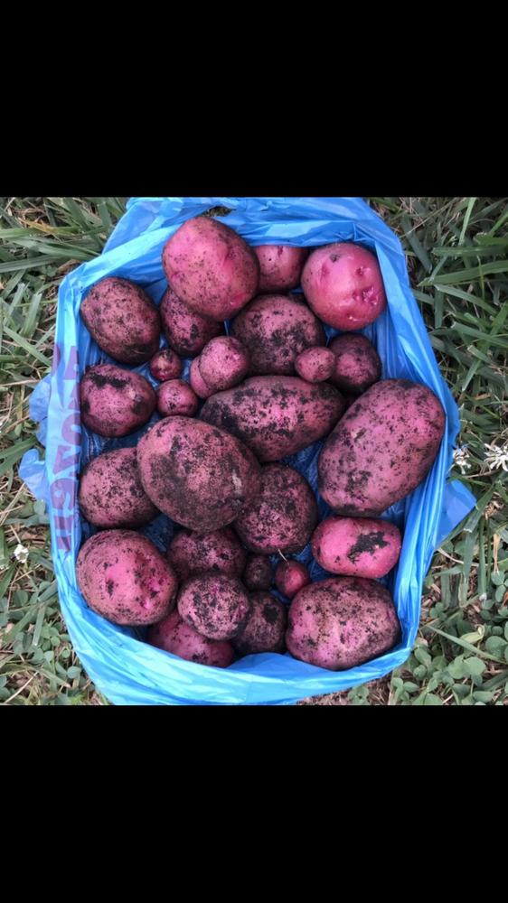 Potato (Solanum tuberosum 'Red Norland') in the Potatoes Database ...