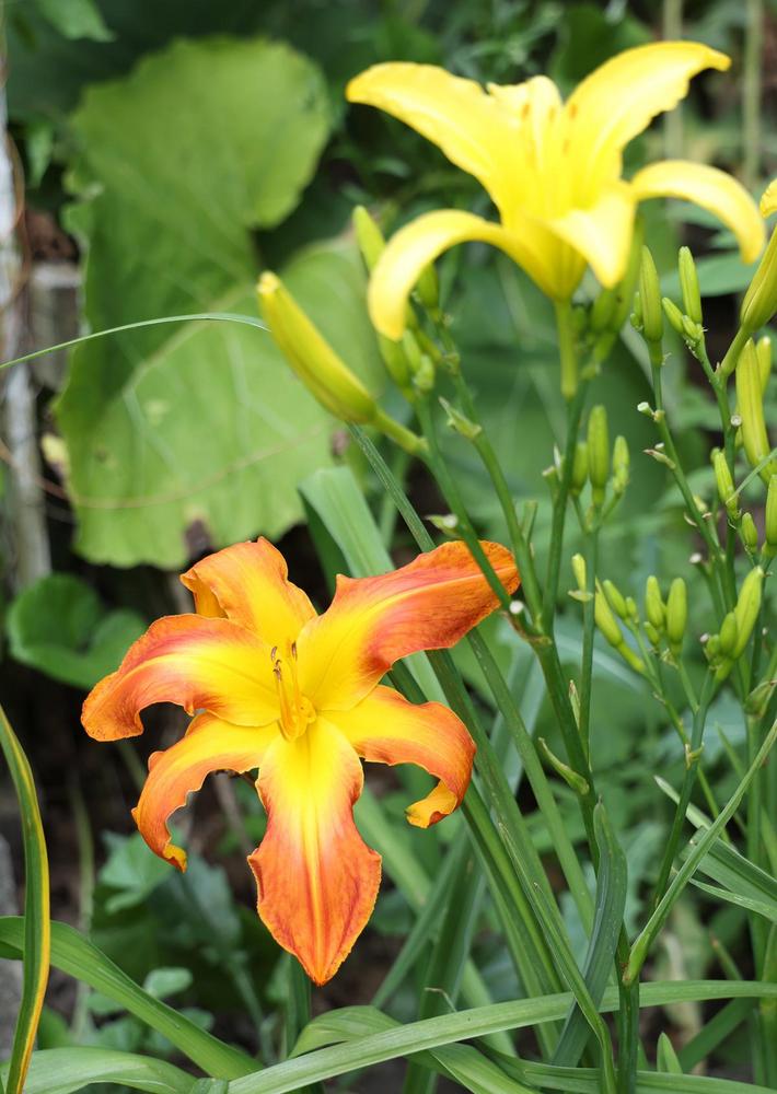 Daylily of the Day: Carrick Wildon in the Plants of the Day forum ...