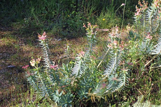 Photo of the entire plant of Silver Spurge (Euphorbia rigida) posted by ...