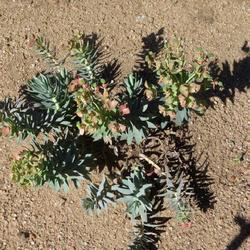 Silver Spurge (Euphorbia rigida) in the Euphorbias Database - Garden.org
