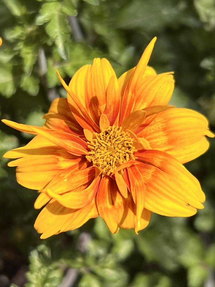 Photo of the bloom of Arizona Beggarticks (Bidens aurea Bee Alive ...