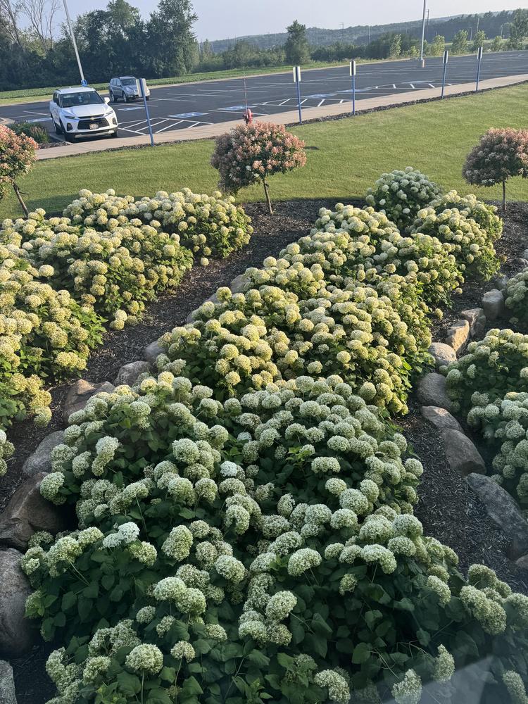 Rows of Hydrangeas in the Hydrangeas forum - Garden.org
