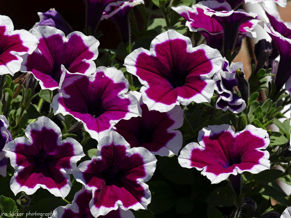 Petunia Capella™ Rim Raspberry in the Petunias Database - Garden.org
