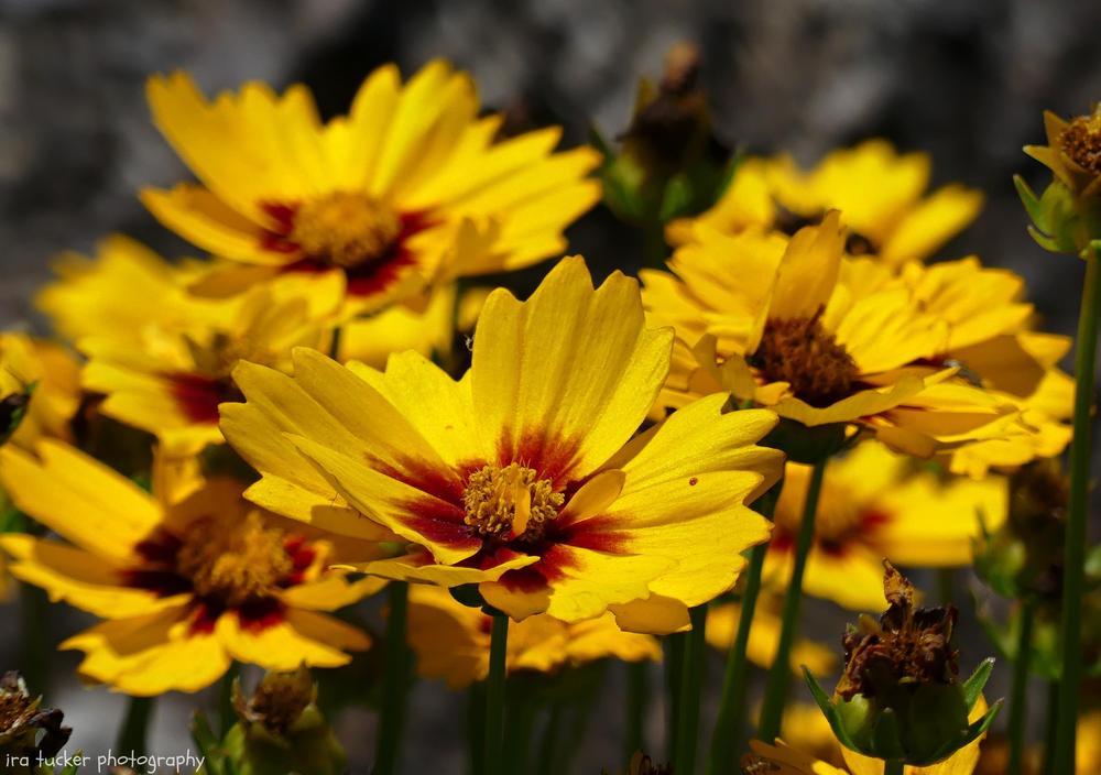 Tickseed (Coreopsis grandiflora Solanna™ Sunset Bright) in the ...