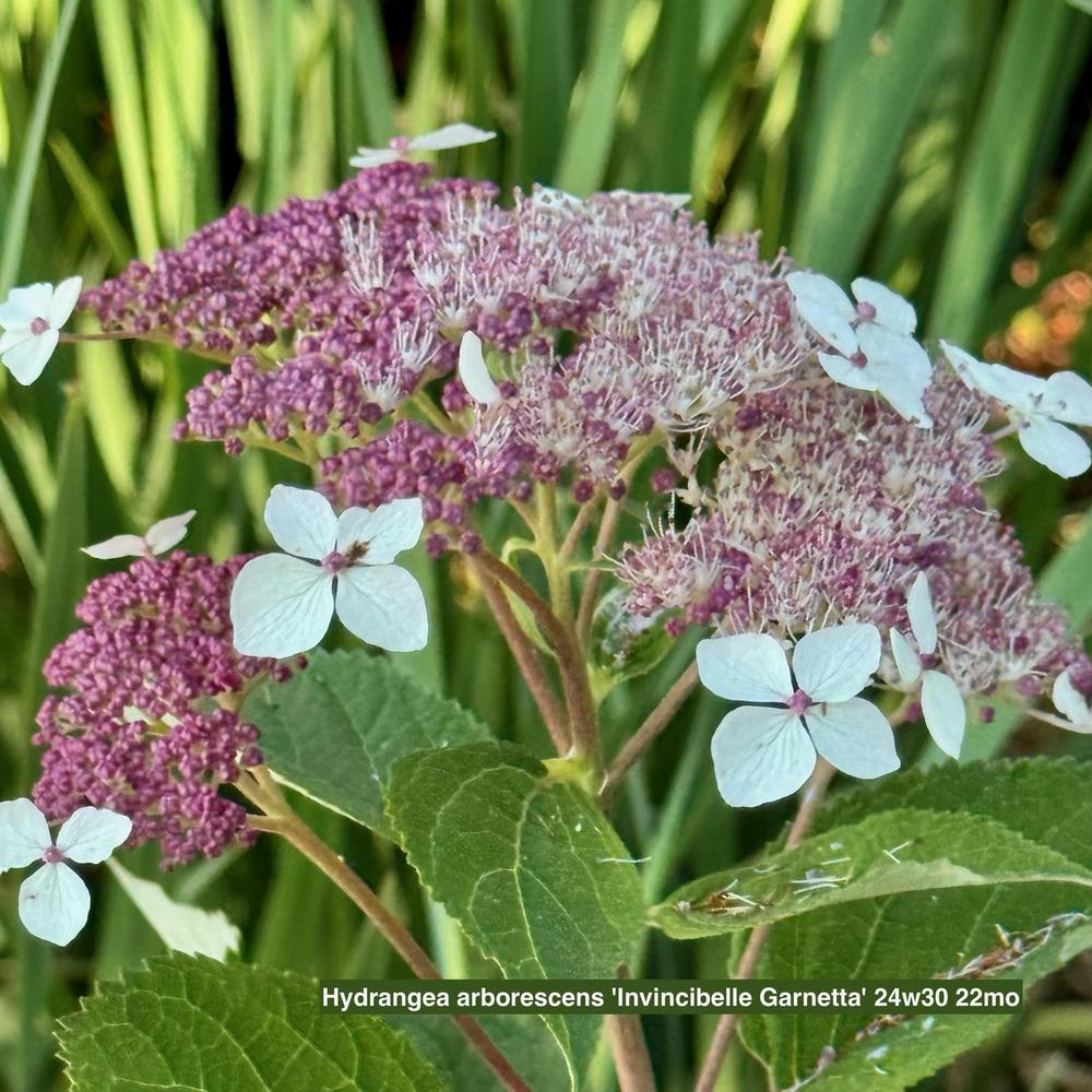 Photo of the bloom of Smooth Hydrangea (Hydrangea arborescens ...