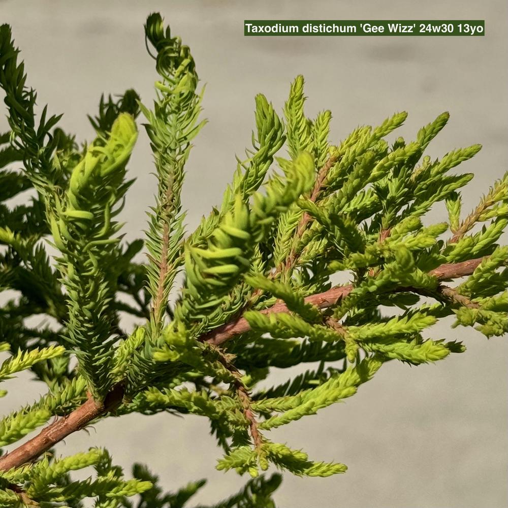 Photo of the leaves of Bald Cypress (Taxodium distichum var. distichum ...
