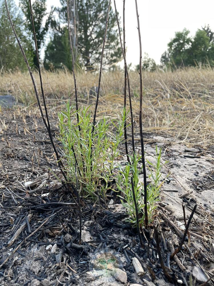 Photo of the emerging growth of Tarragon (Artemisia dracunculus var ...
