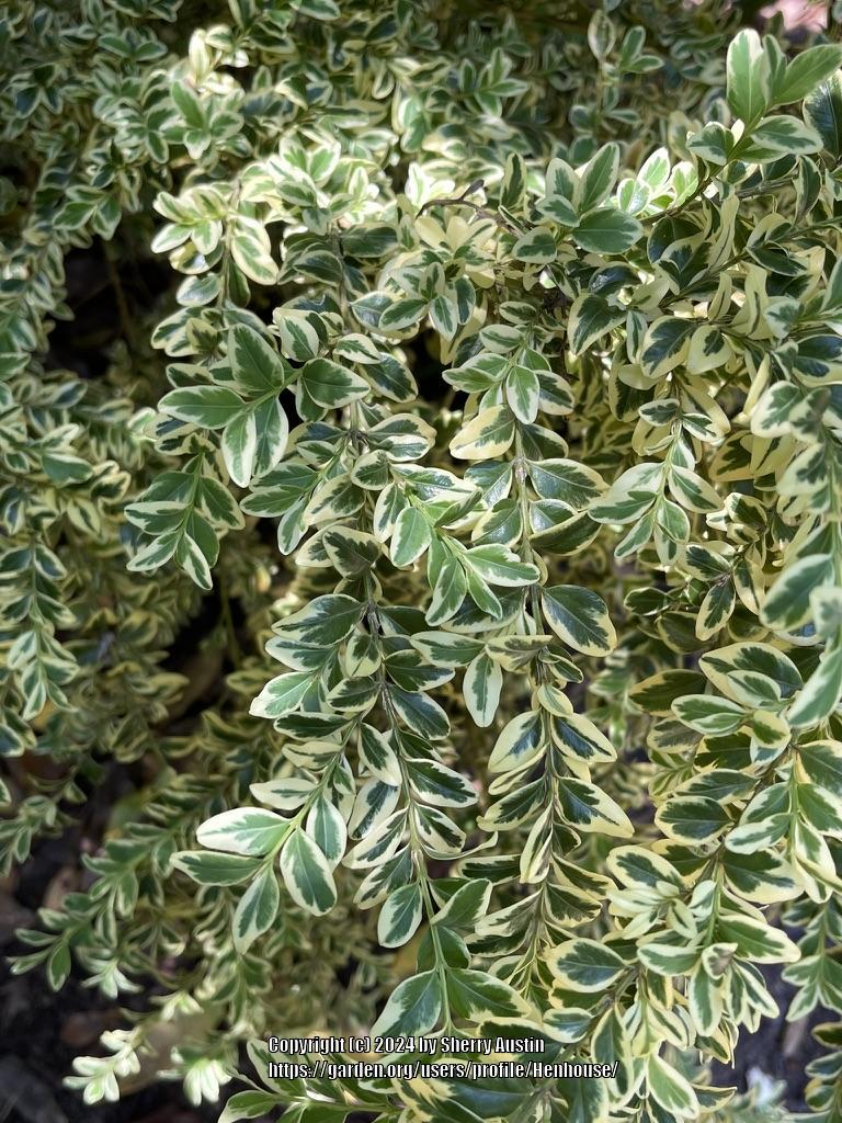 Photo of the leaves of Variegated Boxwood (Buxus sempervirens ...