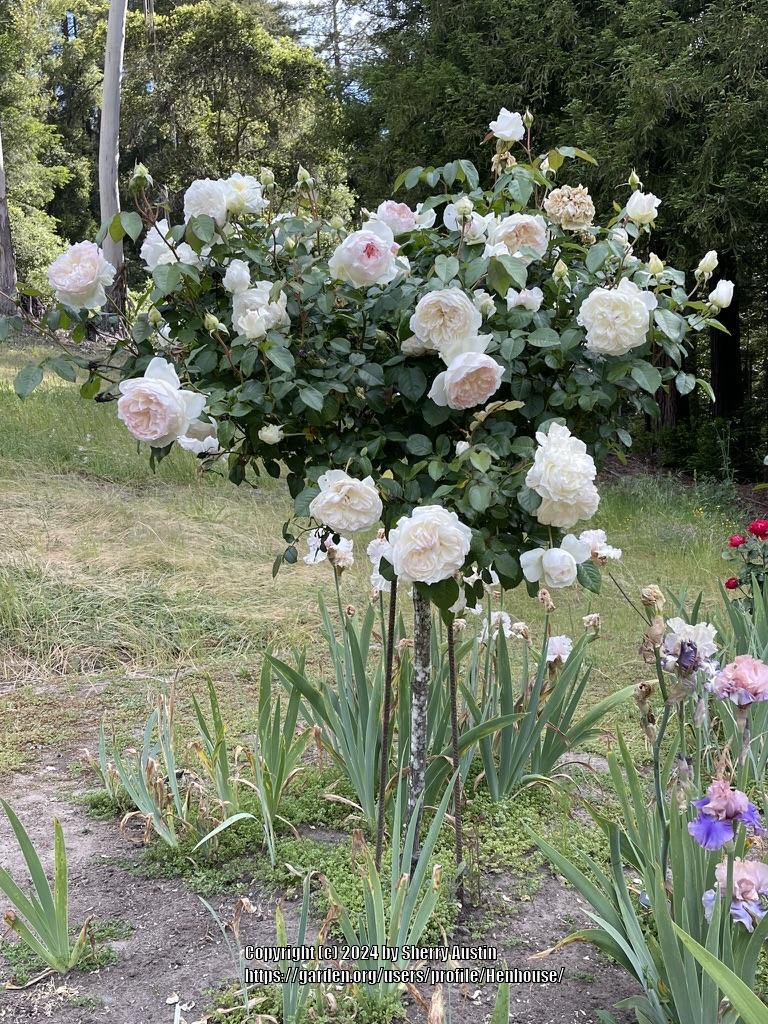 Photo of the entire plant of Rose (Rosa 'Bolero 2004') posted by ...