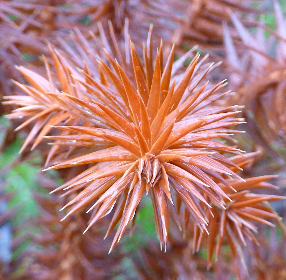 China Fir (Cunninghamia lanceolata) - Garden.org