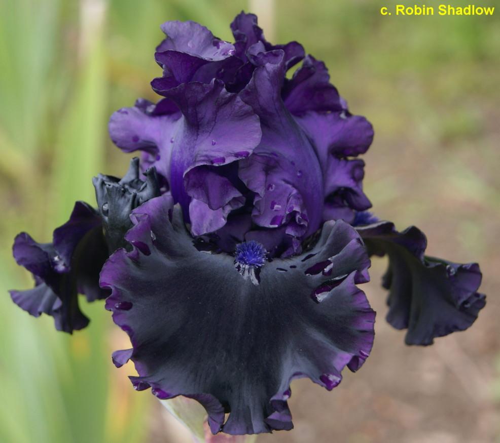 Tall Bearded Iris (Iris 'Lady Raven') in the Irises Database - Garden.org