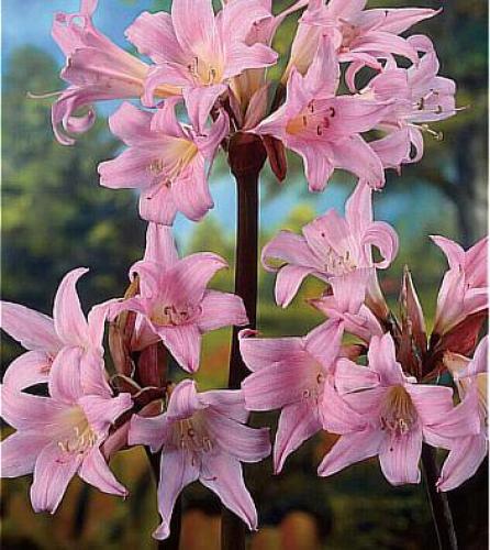 Fall Planted Bulbs and Perennials in the Mid Atlantic Gardening forum ...