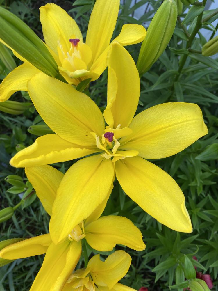 Lily (Lilium 'Tomos') in the Lilies Database - Garden.org