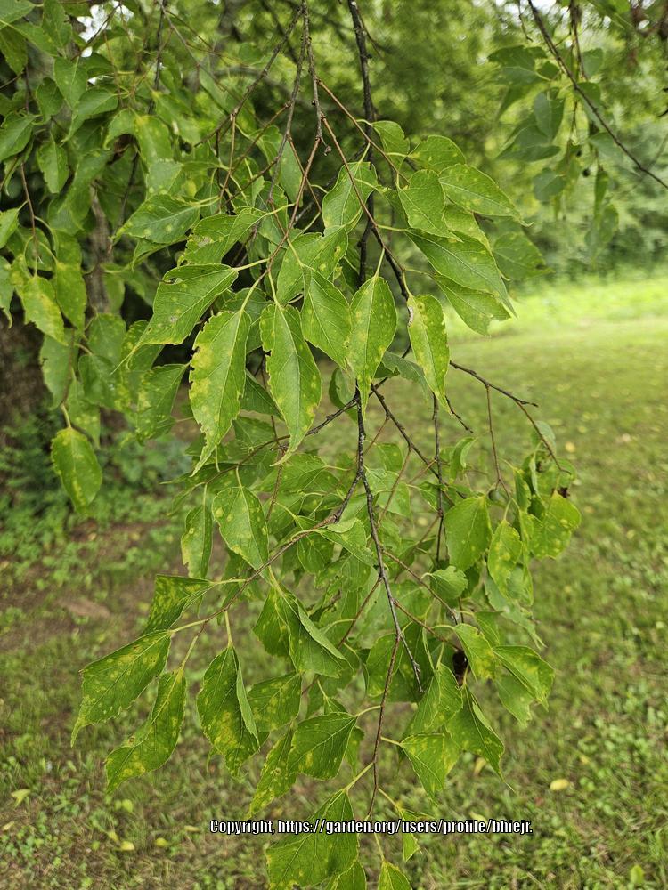 Georgia Hackberry (Celtis tenuifolia) - Garden.org