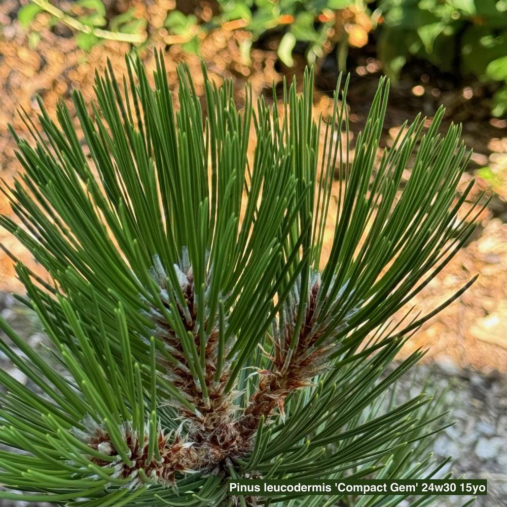 Bosnian Pine (Pinus heldreichii 'Compact Gem') - Garden.org