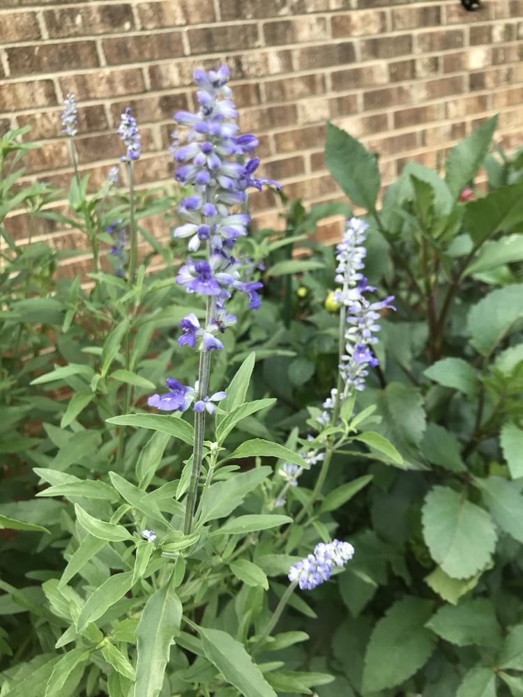 Photo of the entire plant of Mealy Cup Sage (Salvia farinacea 'Blue ...