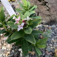 Photo of the entire plant of Daphne 'Rosy Wave' posted by valleylynn ...