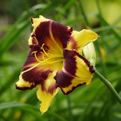 Daylily (Hemerocallis 'Bold Presence') in the Daylilies Database - Garden.org