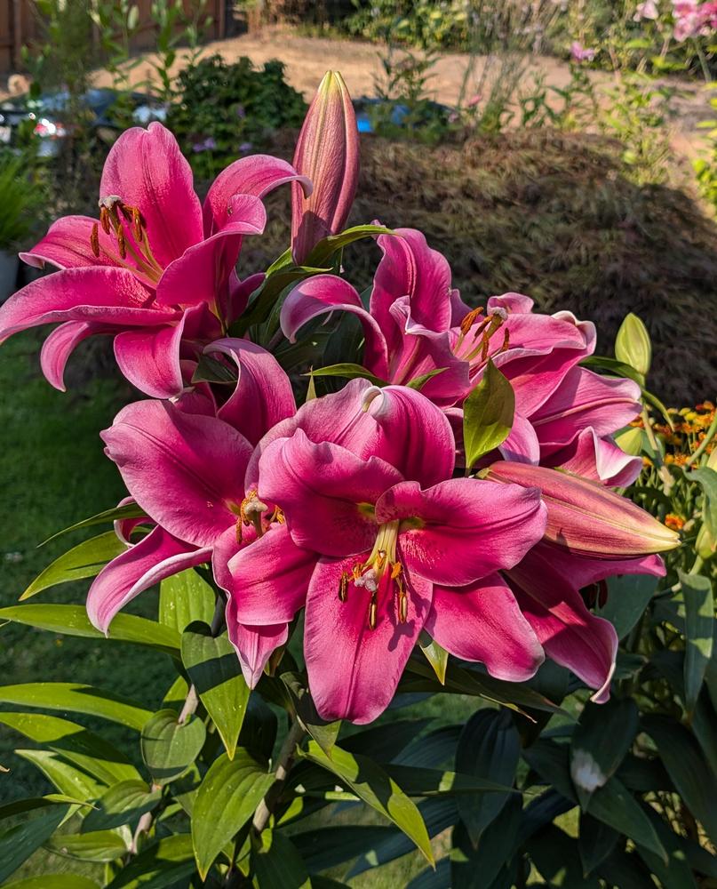 Photo of the bloom of Lily (Lilium Strong Love®) posted by Joy - Garden.org