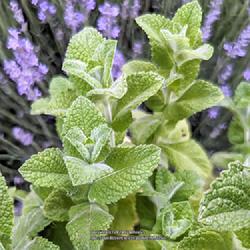 Mints: Collection of Varieties - Garden.org
