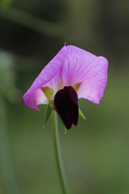 The Main Plant entry for Peas (Lathyrus oleraceus) - Garden.org
