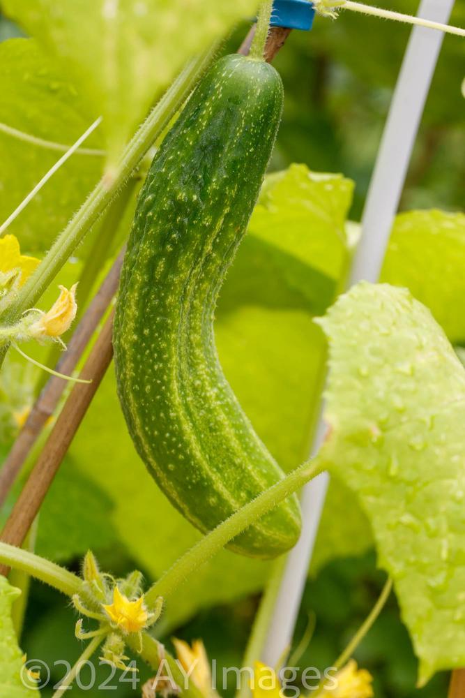Cucumber (Cucumis sativus 'Delikatesse') in the Cucumbers Database ...