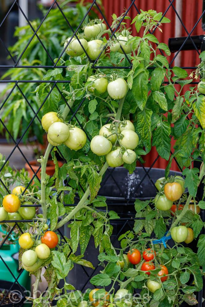 Tomato (Solanum lycopersicum 'Moneymaker') in the Tomatoes Database ...