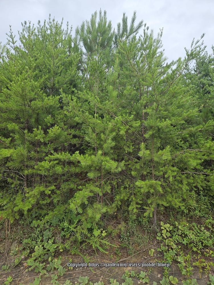 Photo of the entire plant of Scrub Pine (Pinus virginiana) posted by ...