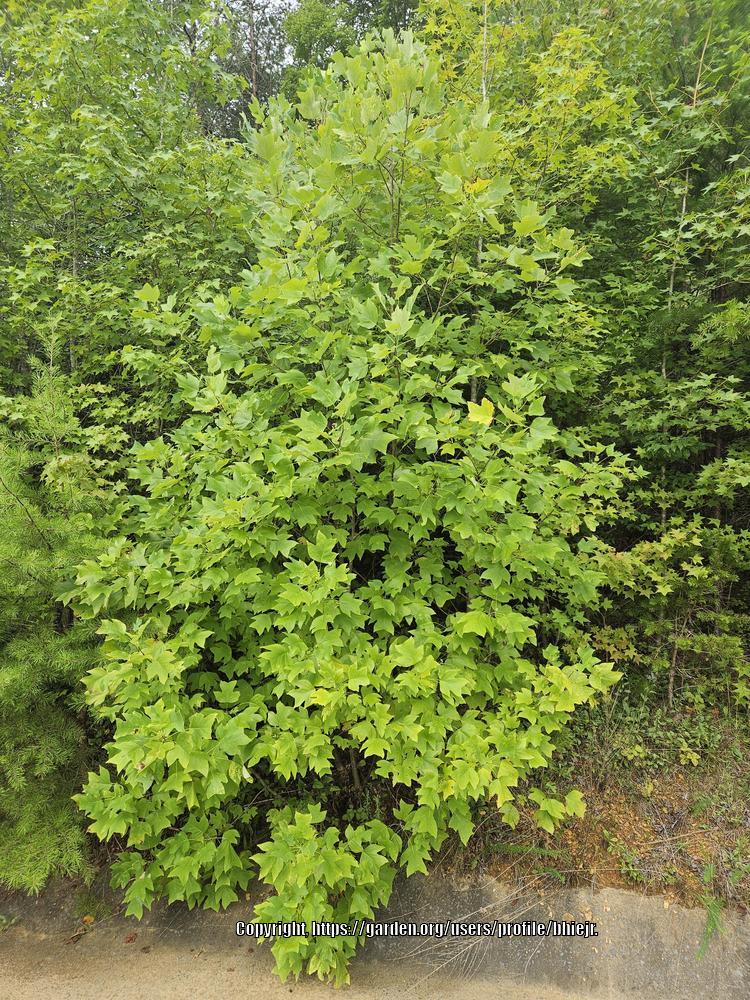 Photo of the entire plant of Tulip Tree (Liriodendron tulipifera ...