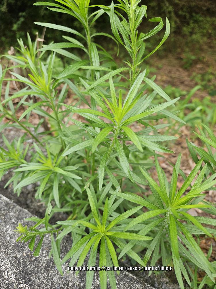 Photo of the entire plant of Tall Goldenrod (Solidago altissima) posted ...