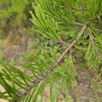 Photo of the leaves of Scrub Pine (Pinus virginiana) posted by bhiejr ...
