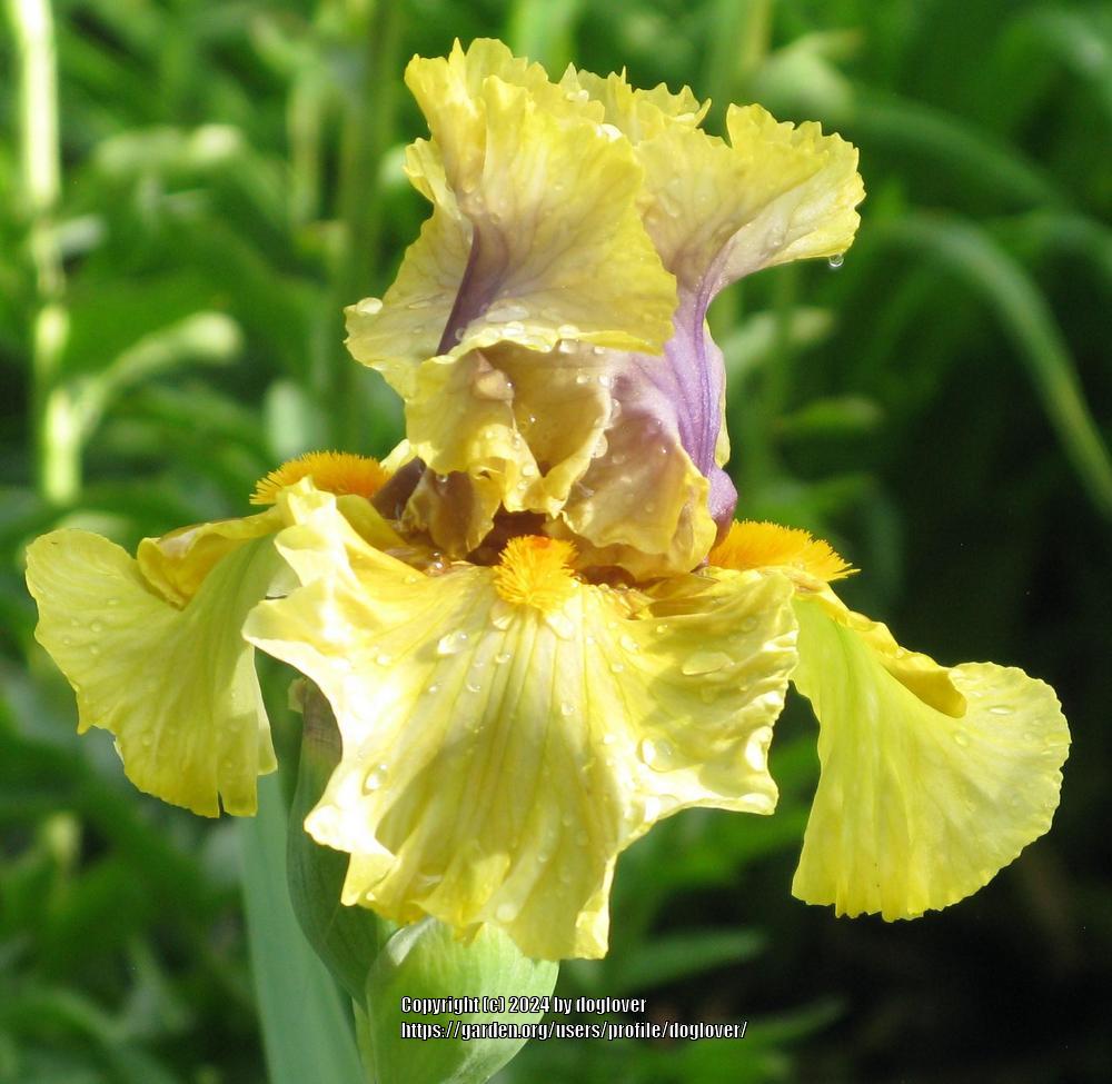 Photo of the bloom of Tall Bearded Iris (Iris 'Secret Rites') posted by ...
