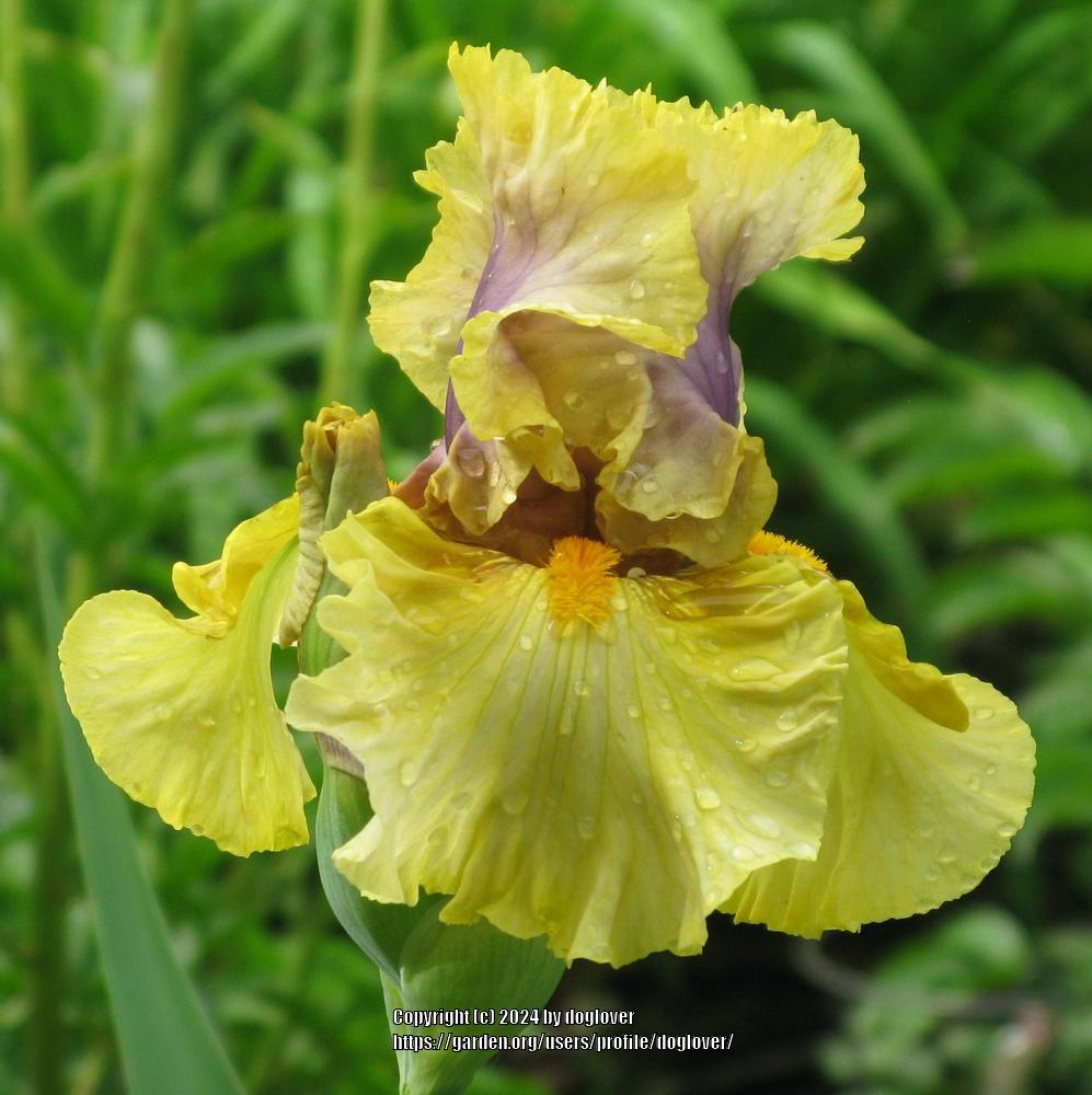Photo of the closeup of buds, sepals and receptacles of Tall Bearded ...