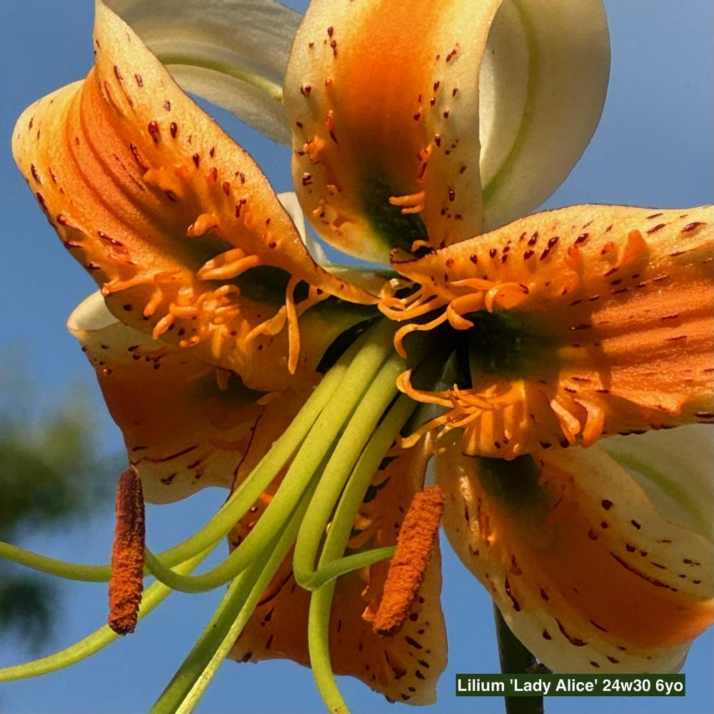 Photo of the bloom of Lily (Lilium 'Lady Alice') posted by ...