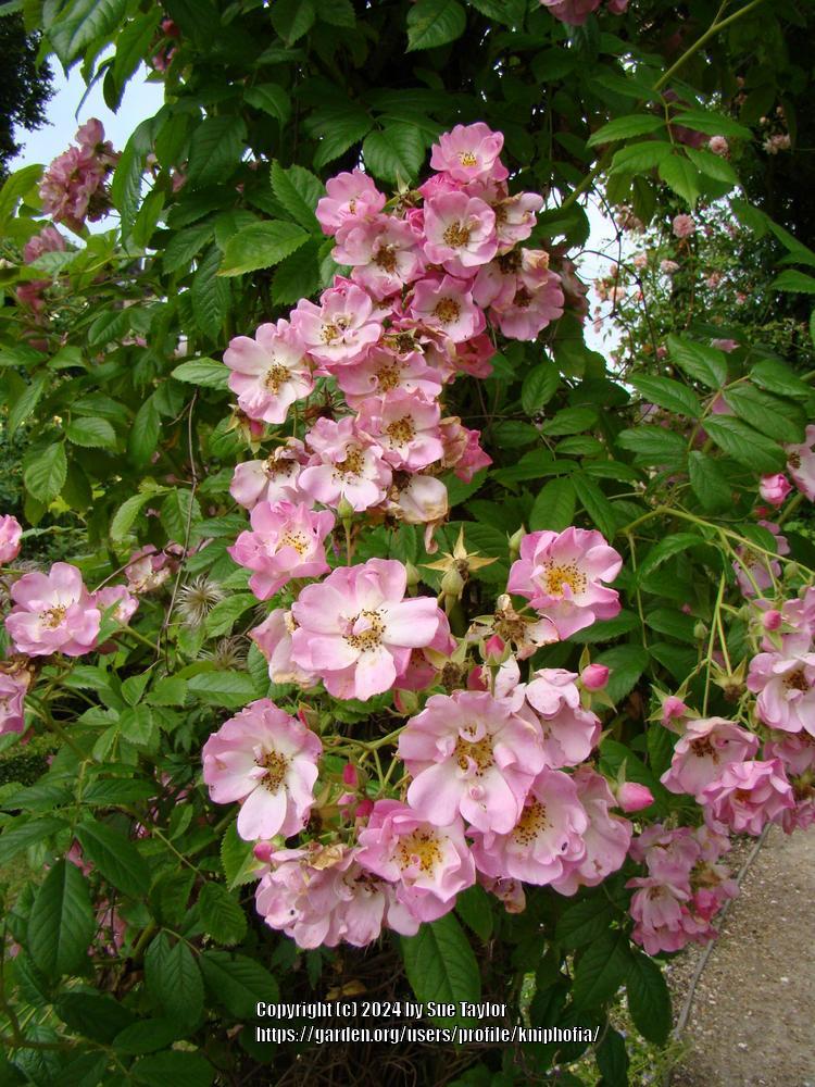 Photo of the bloom of Rose (Rosa 'Blush Rambler') posted by kniphofia ...