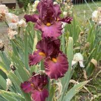 Photo of the bloom of Tall Bearded Iris (Iris 'Ruby Baby') posted by ...
