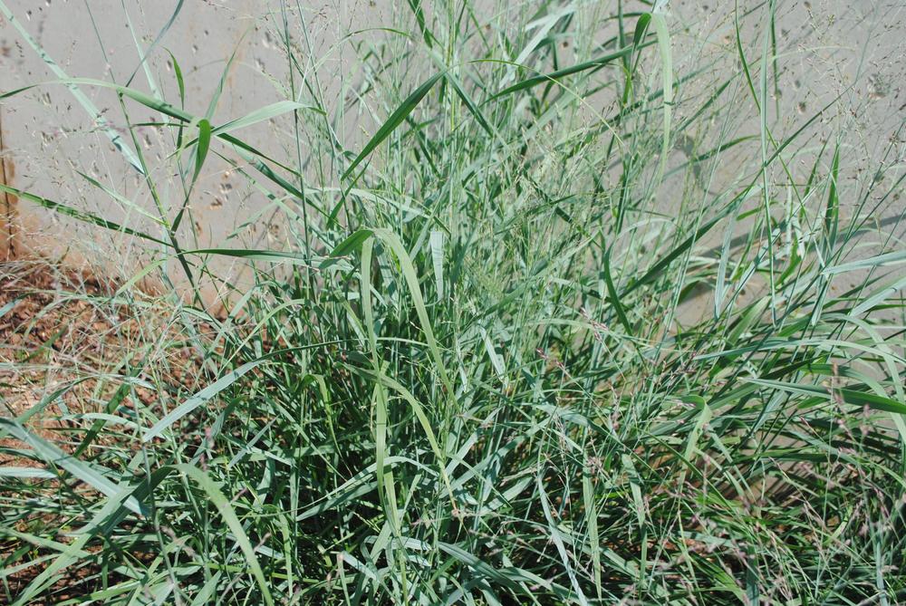Switchgrass (Panicum virgatum 'Prairie Dog') - Garden.org