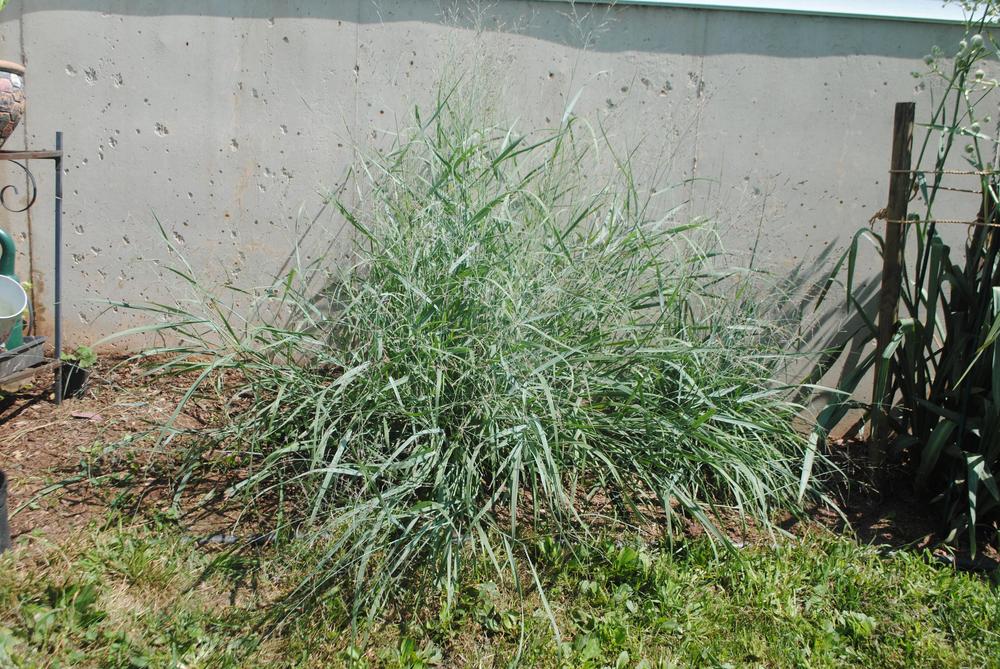 Photo of the entire plant of Switchgrass (Panicum virgatum 'Prairie Dog ...