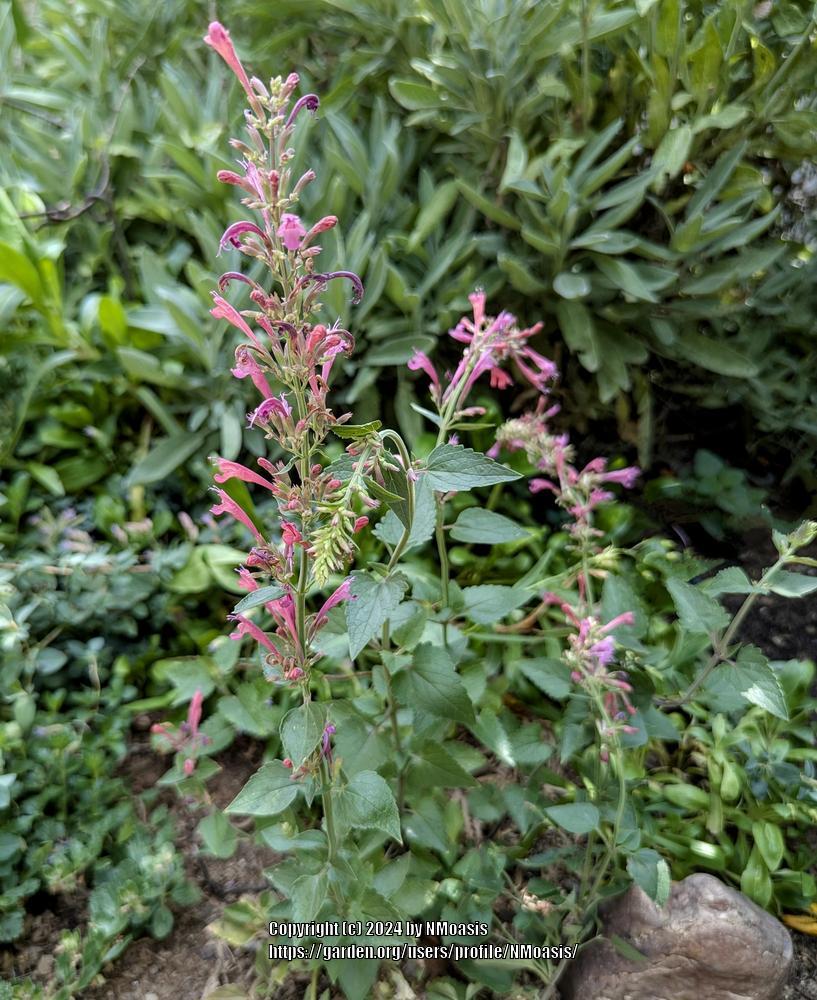 Photo of the entire plant of Hummingbird Mint (Agastache 'Morello ...