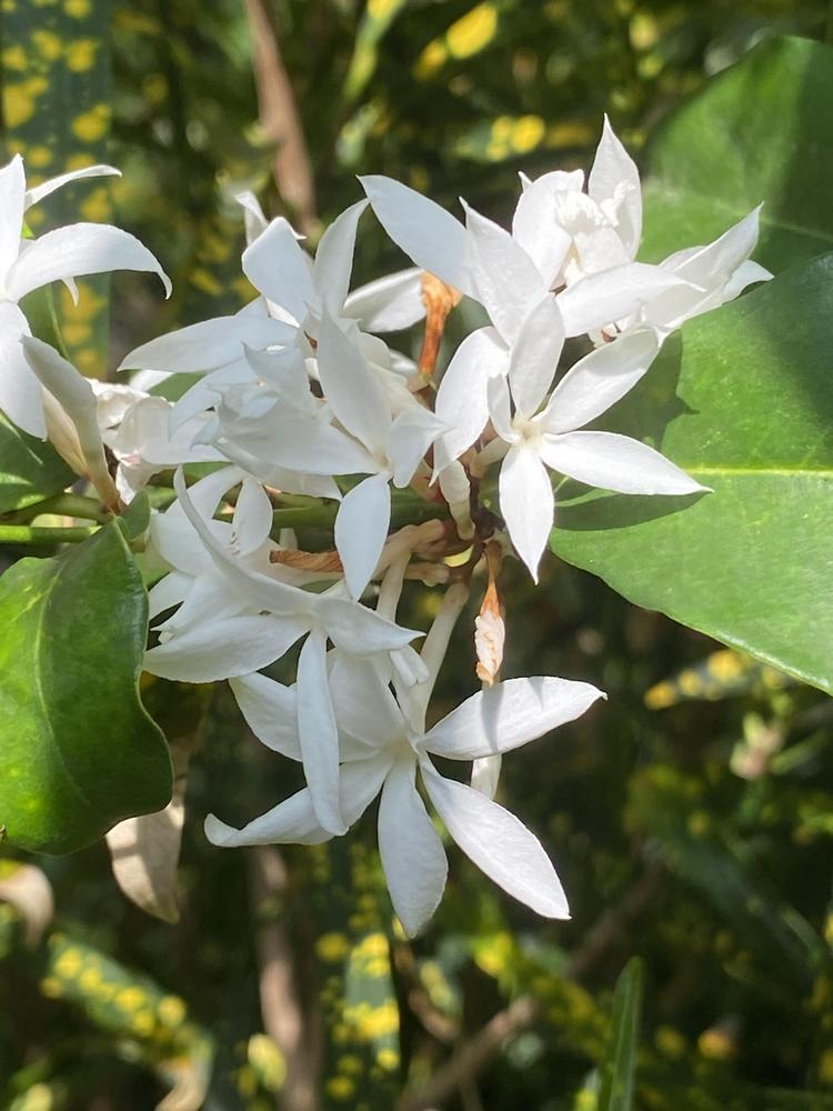 Photo of the bloom of Forest Num-Num (Carissa bispinosa) posted by SL ...